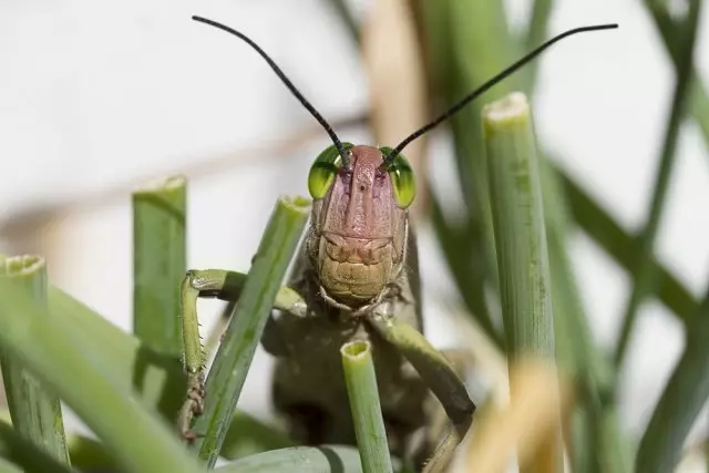 ಲ್ಯೂಕ್ನಲ್ಲಿ ಸಕ್ಕರೆ