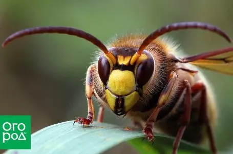 10 mite për insektet në të cilat ju vazhdoni të besoni 8864_21