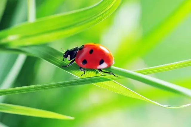 ladybug.