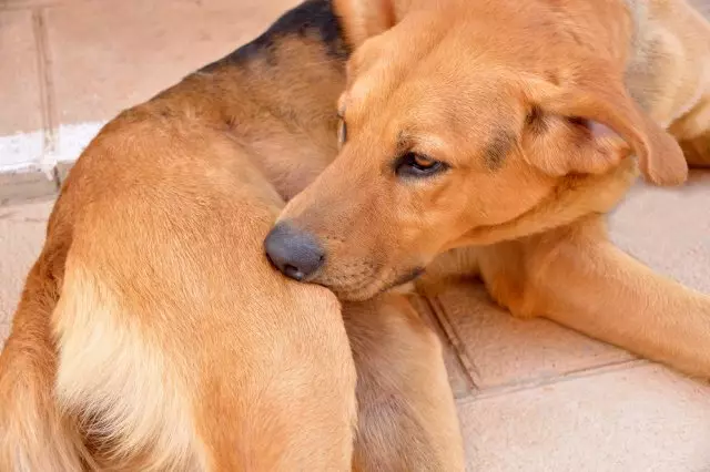 ನಾಯಿ ಕಸಿದುಕೊಳ್ಳುತ್ತದೆ ಬ್ಲೋಚ್