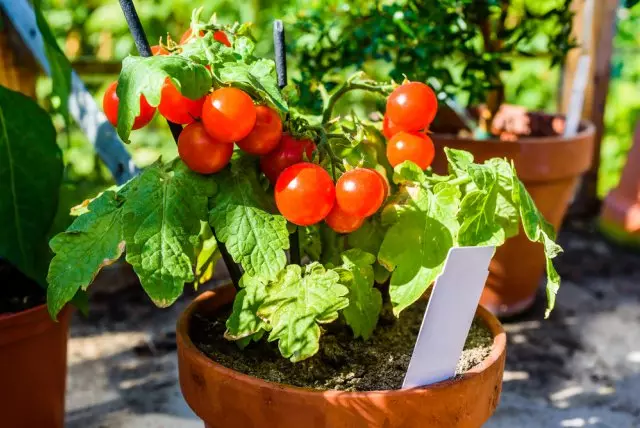 Tags en papier pour tomates