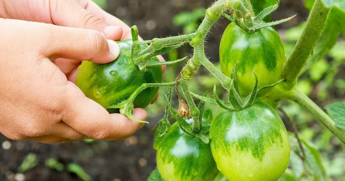 O que fazer com tomates verdes