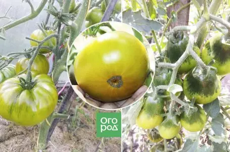 Cosa fare con i pomodori verdi 8869_1