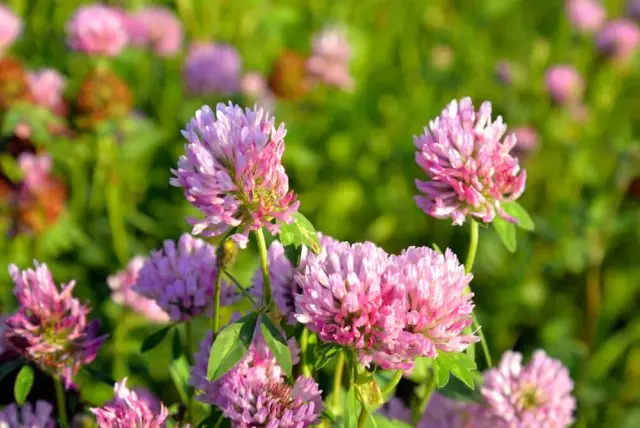 Clover Siderats