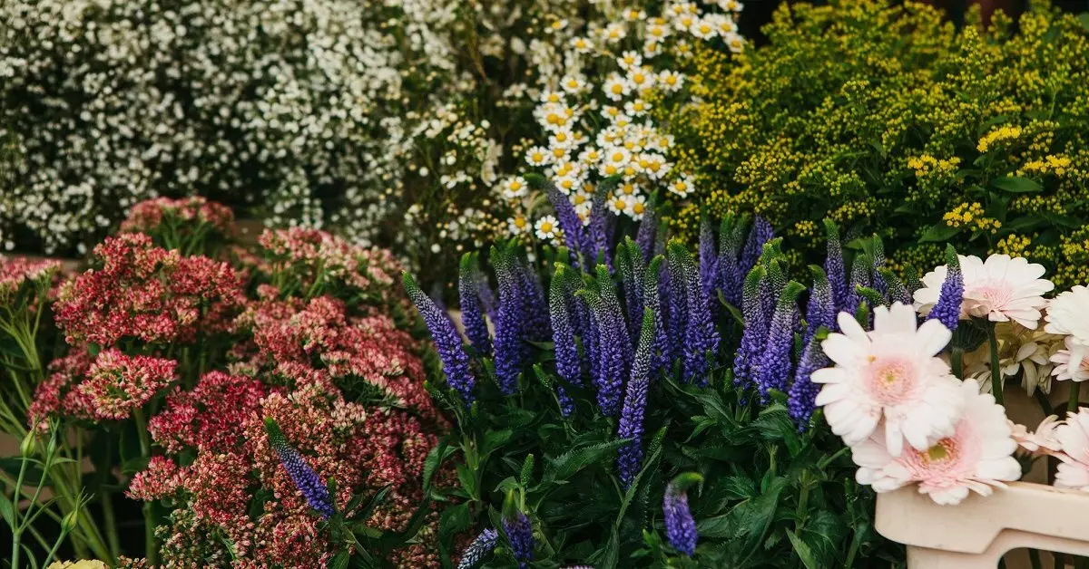 Veronica: blomma eller ogräs