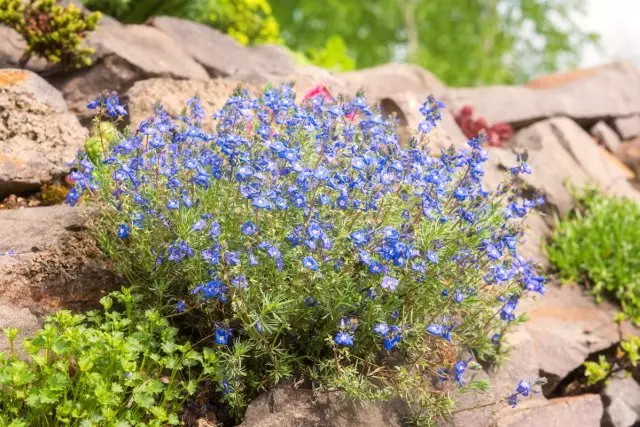 Rockery med Veronica.