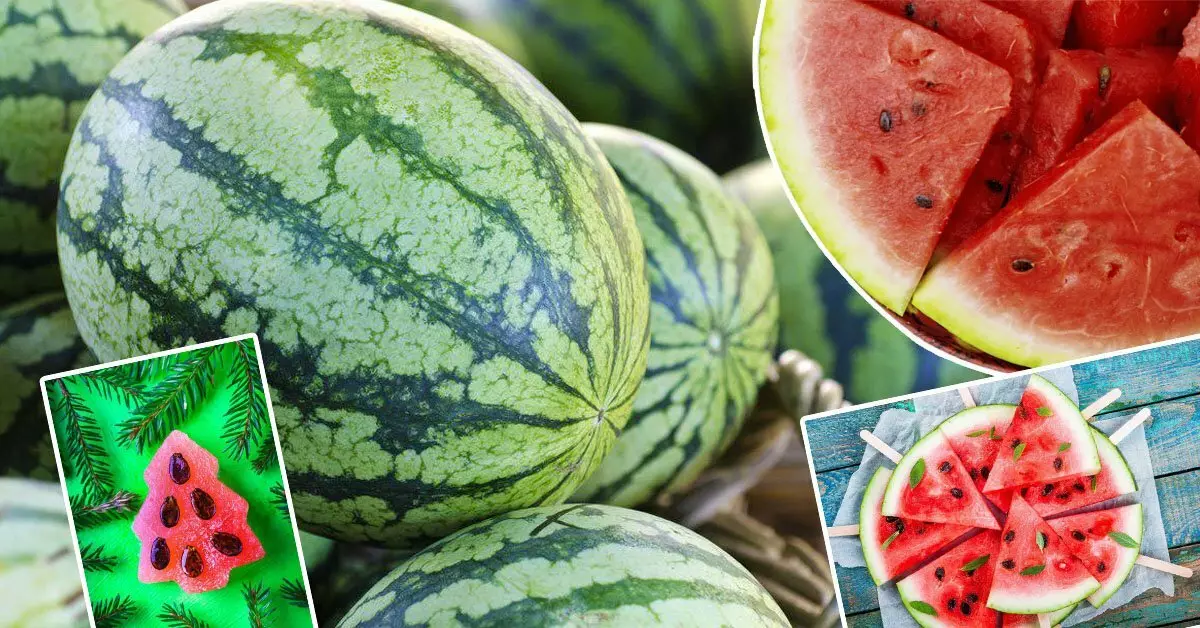 Fotoam-pialan-tsasatra - ny fomba hamonjy ny watermelon amin'ny taom-baovao