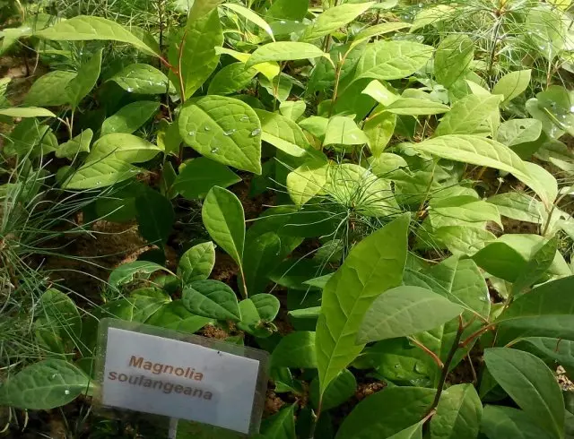 magnolia saplings