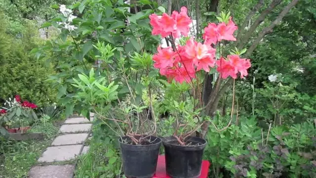 saplings rhododendron