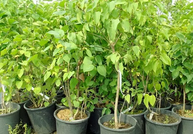 Saplings of Lilan.