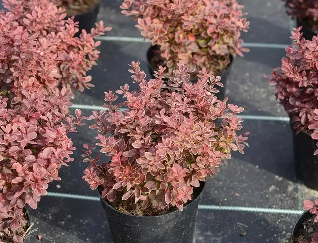 Saboolnimada Barbaris