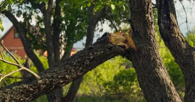 Támogatja a fákat: azért, amire szüksége van, mi van és hogyan lehet őket