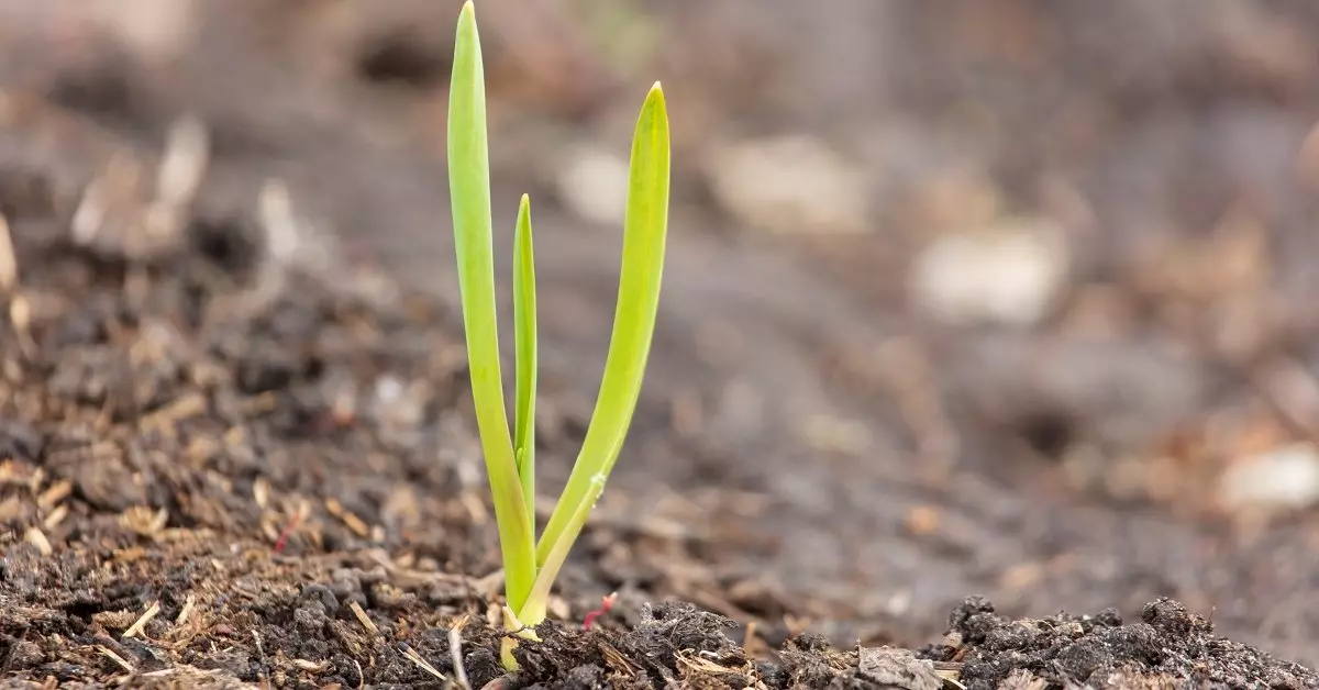 Sprout de allo de inverno ao tempo frío - que facer