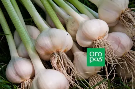 ฤดูหนาว Garlic Sprout ไปยังสภาพอากาศหนาวเย็น - จะทำอย่างไร 8882_7