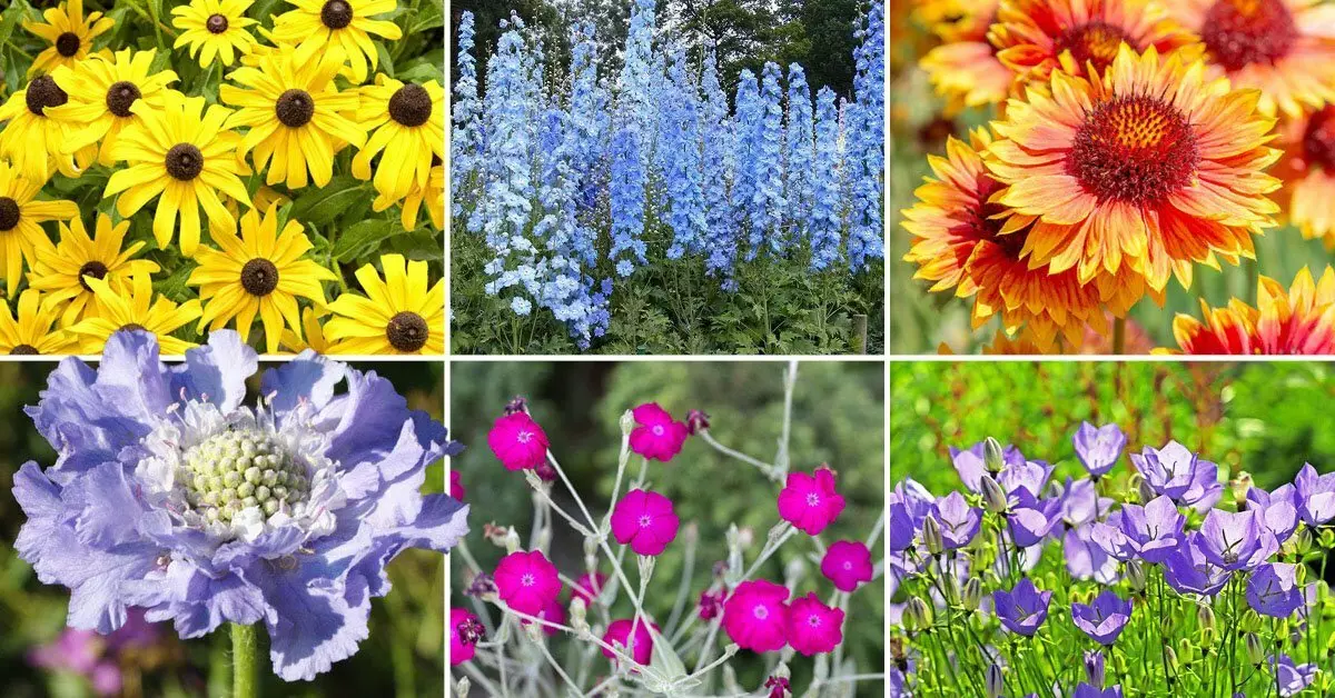 7 perenner som blommar under det första året