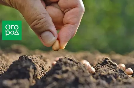 7 perennials na namumulaklak sa unang taon 8883_1