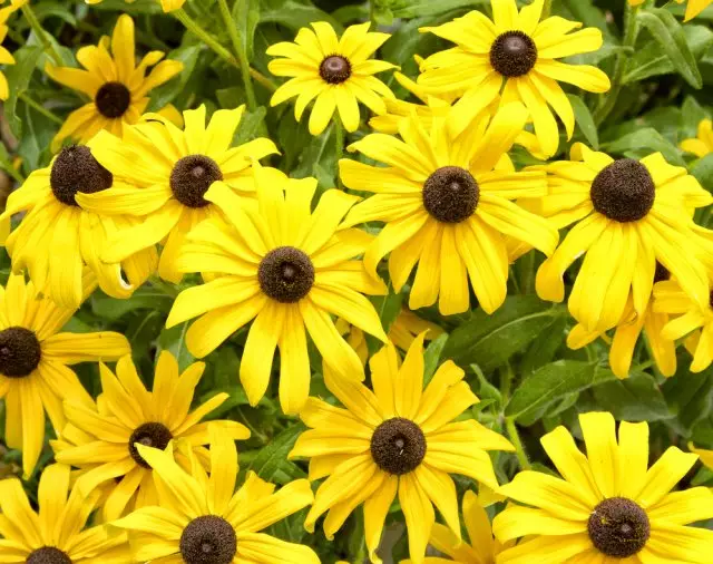 Rudbeckia