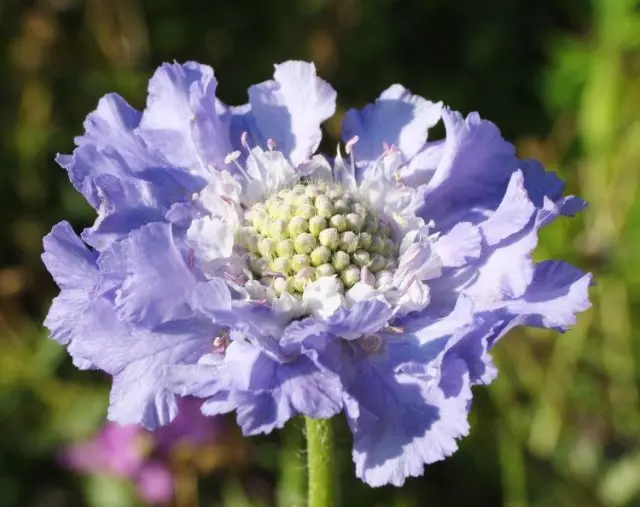 Scabiosa Кавказ