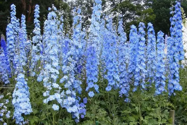 Delphinium Belladonna