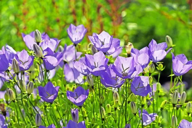 Декоративна градина фабрика Карпатите Bellflower (Campanula Carpathica). Цветни грмушки со сини цветови