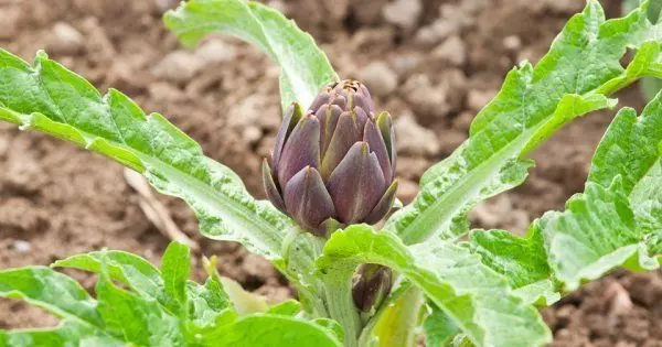 Berkembang artichoke di pinggir bandar benih (pengalaman peribadi)