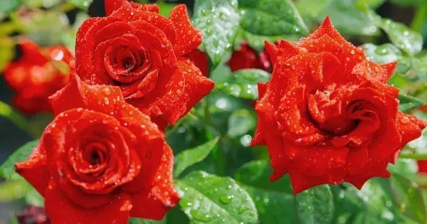 9 Beschte Bewäertunge vun Téi-Hybrid Rosen - Titelen, Fotoen, Beschreiwung