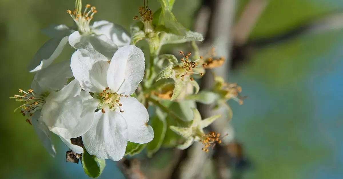 Stromy kvetly, ale neexistují žádné urines - 5 hlavních důvodů