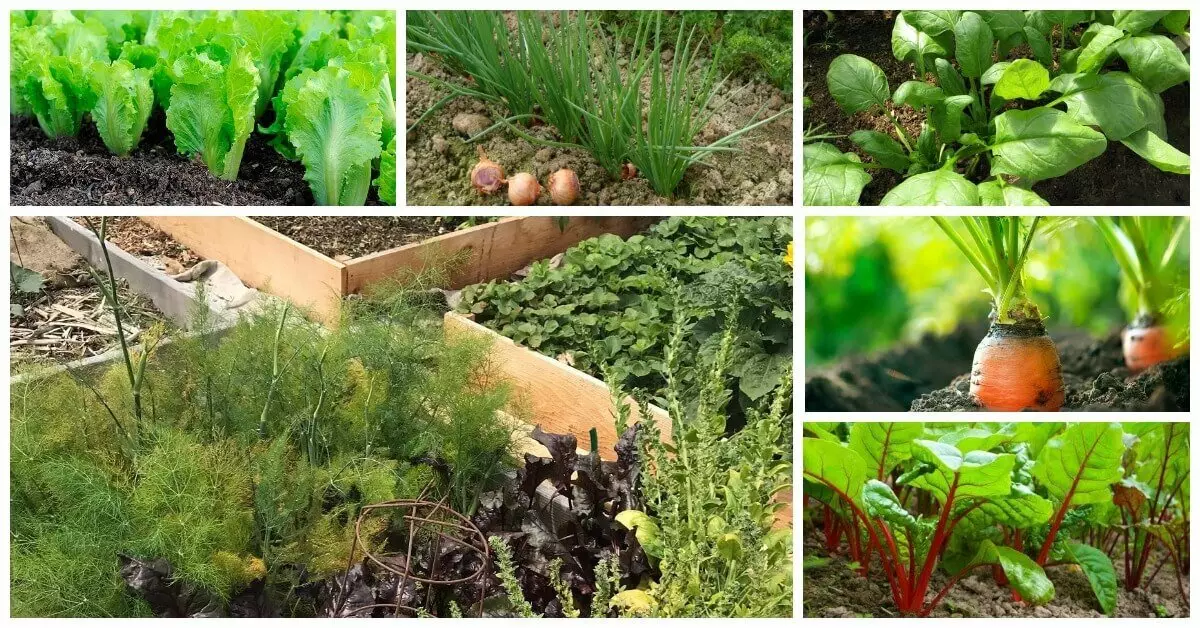 Wat te zaaien en te landen in de tuin in juni