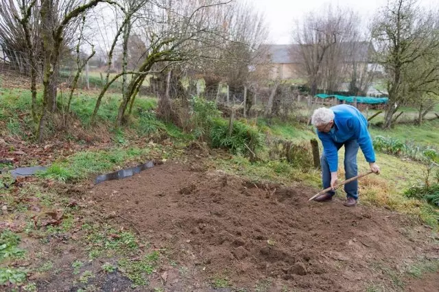 Segredos de uma colheita de repolho sem precedentes