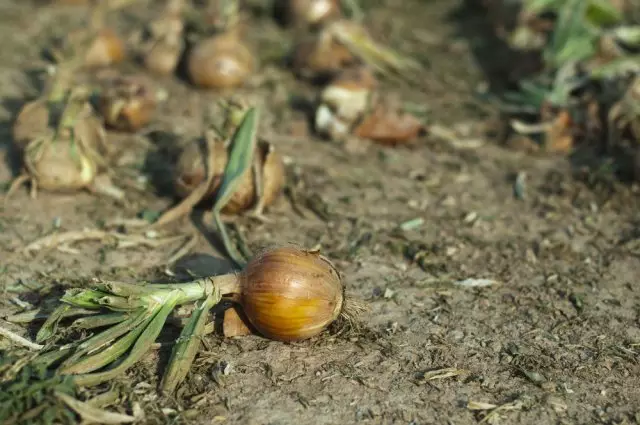 Cleaning onion