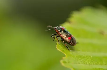 Neapgalvotas auginimo kopūstų metodas - tiems, kurie turi mažai vietos ir laiko 897_12