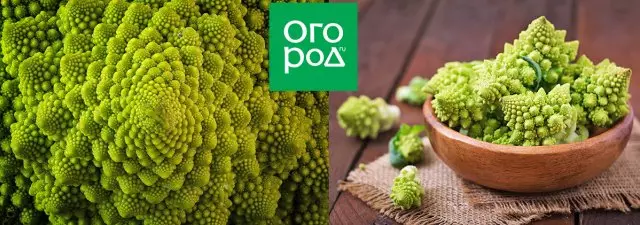 Romanentko Col: fotos, varietats i condicions de cultiu