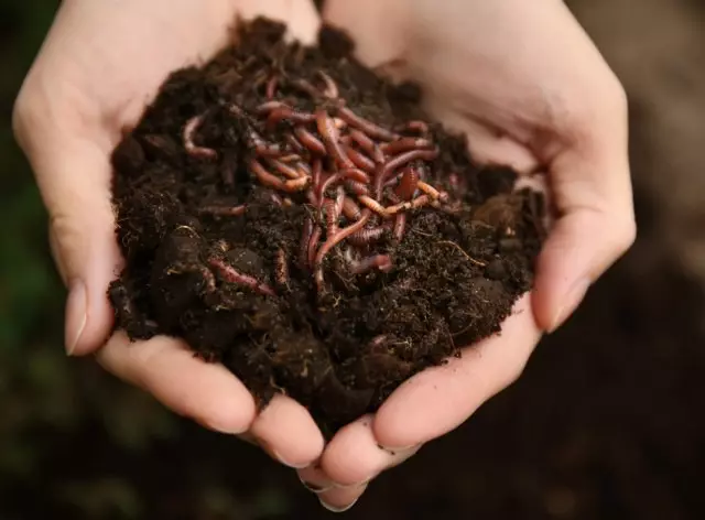 Proč přírodní hnojiva ne vždy fungují a jak je nahradit