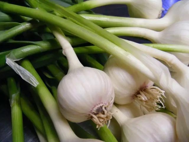 Skar Garlic.