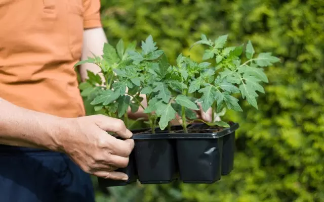 Tomaten nach Kohl