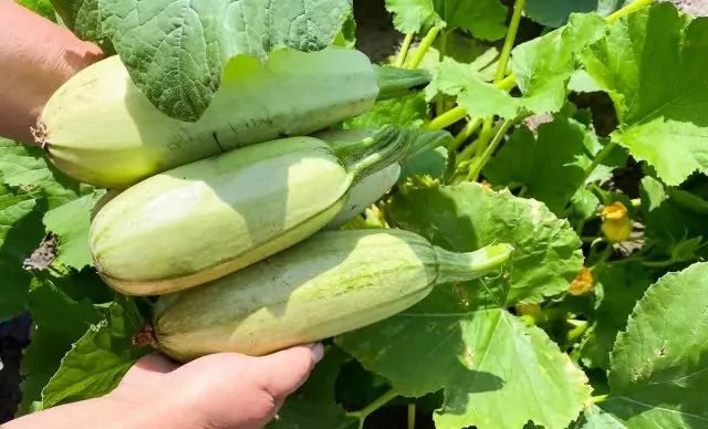 Was kann nach dem Kohl gepflanzt werden - wir planen, das nächste Jahr zu landen 901_13