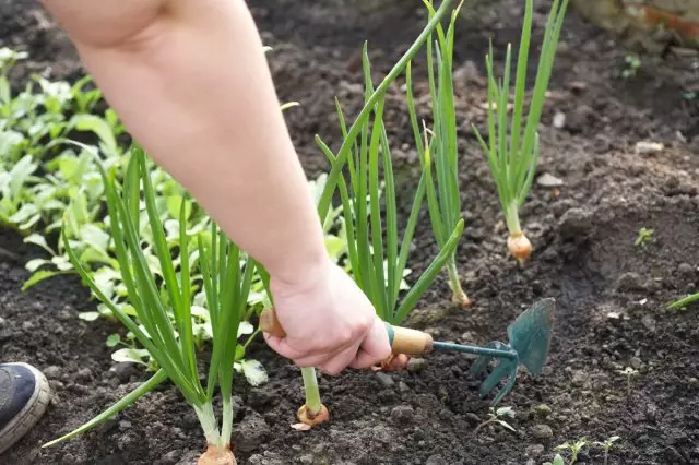 Cibuľa po kapusty