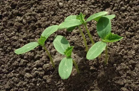 Was kann nach dem Kohl gepflanzt werden - wir planen, das nächste Jahr zu landen 901_8