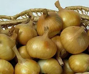 Onions offseason