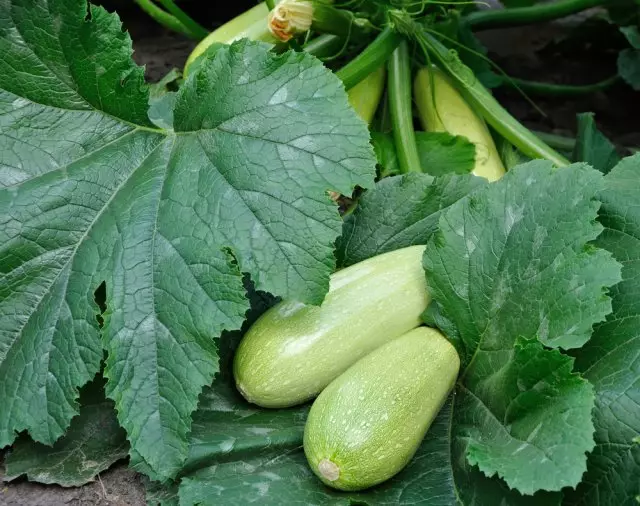 O le a le mea e tatau ona amanaia le galueaina o zucchini