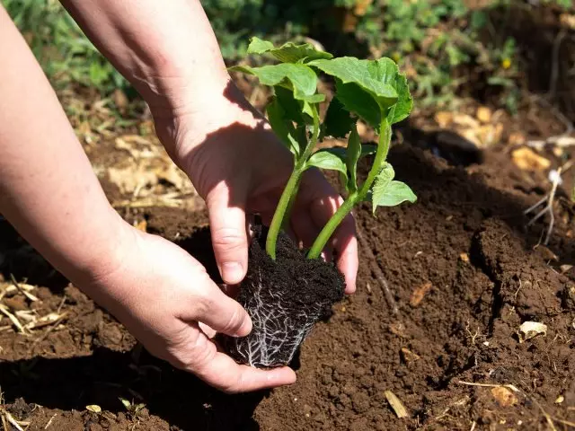 Kaip auginti didžiausią moliūgų - naudingų patarimų 911_7