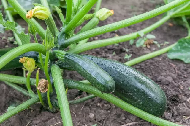 Zucchini di taman