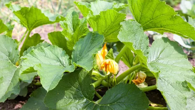 Zucchini Flower