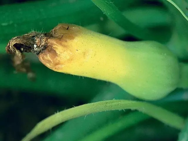 Indwara za Zucchini mubutaka bufunguye - Amafoto, ibisobanuro, ingamba zo guharanira inyungu