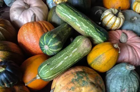 Bolezni Zucchinija na odprtih tleh - fotografije, opisi, ukrepi boja 913_17