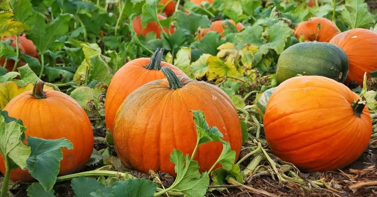 Quando rimuovere la zucca e come accelerare la sua maturazione