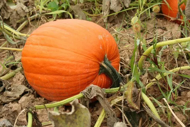 Pumpkin on Groke.