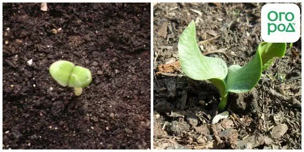 কুমড়া sprouts.