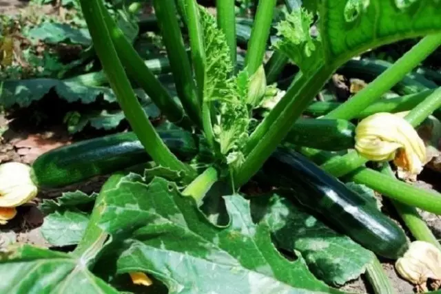 Zucchini কালো beauties.