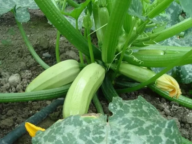 Zucchini Iskander F1।